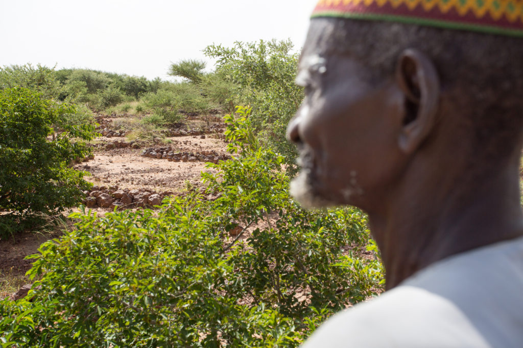 Niger hosts AFR100, paves a way forward for implementing Forest and ...