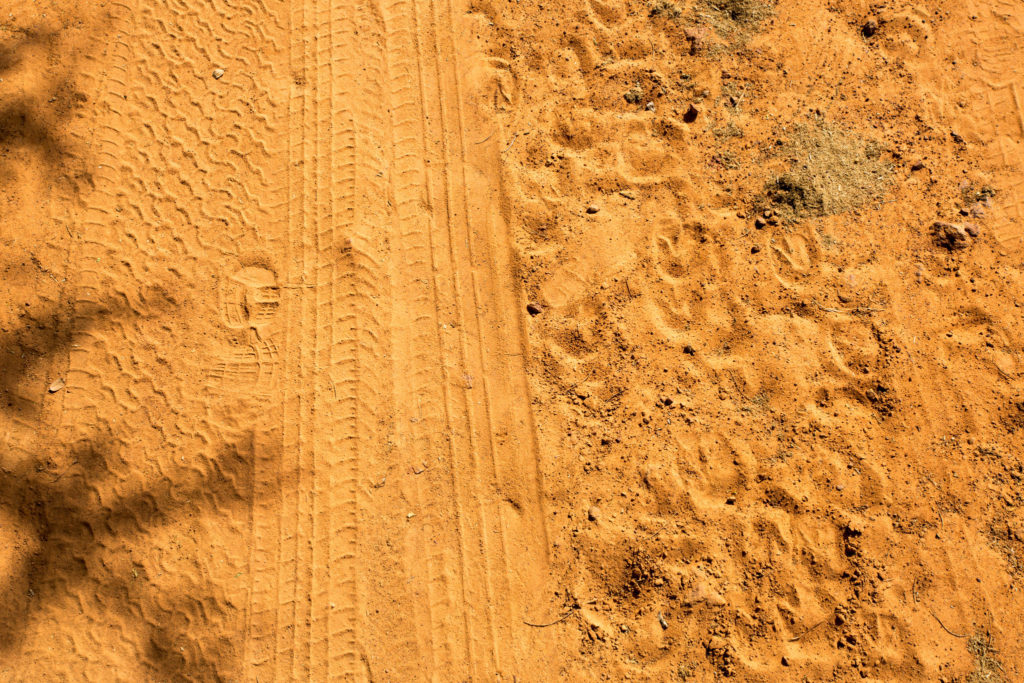 Niger hosts AFR100, paves a way forward for implementing Forest and ...