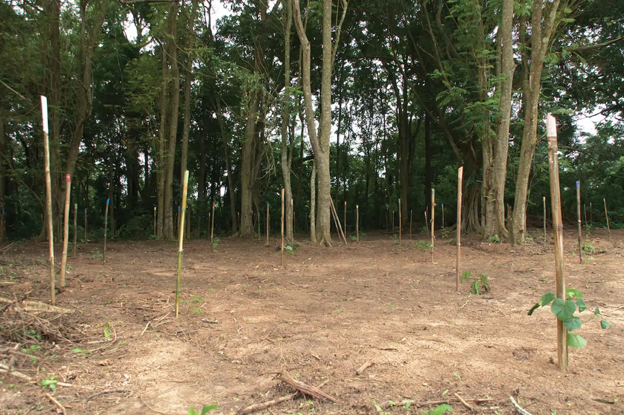Agroforestry is Fostering Strides for Change in Nigeria’s Landscape ...