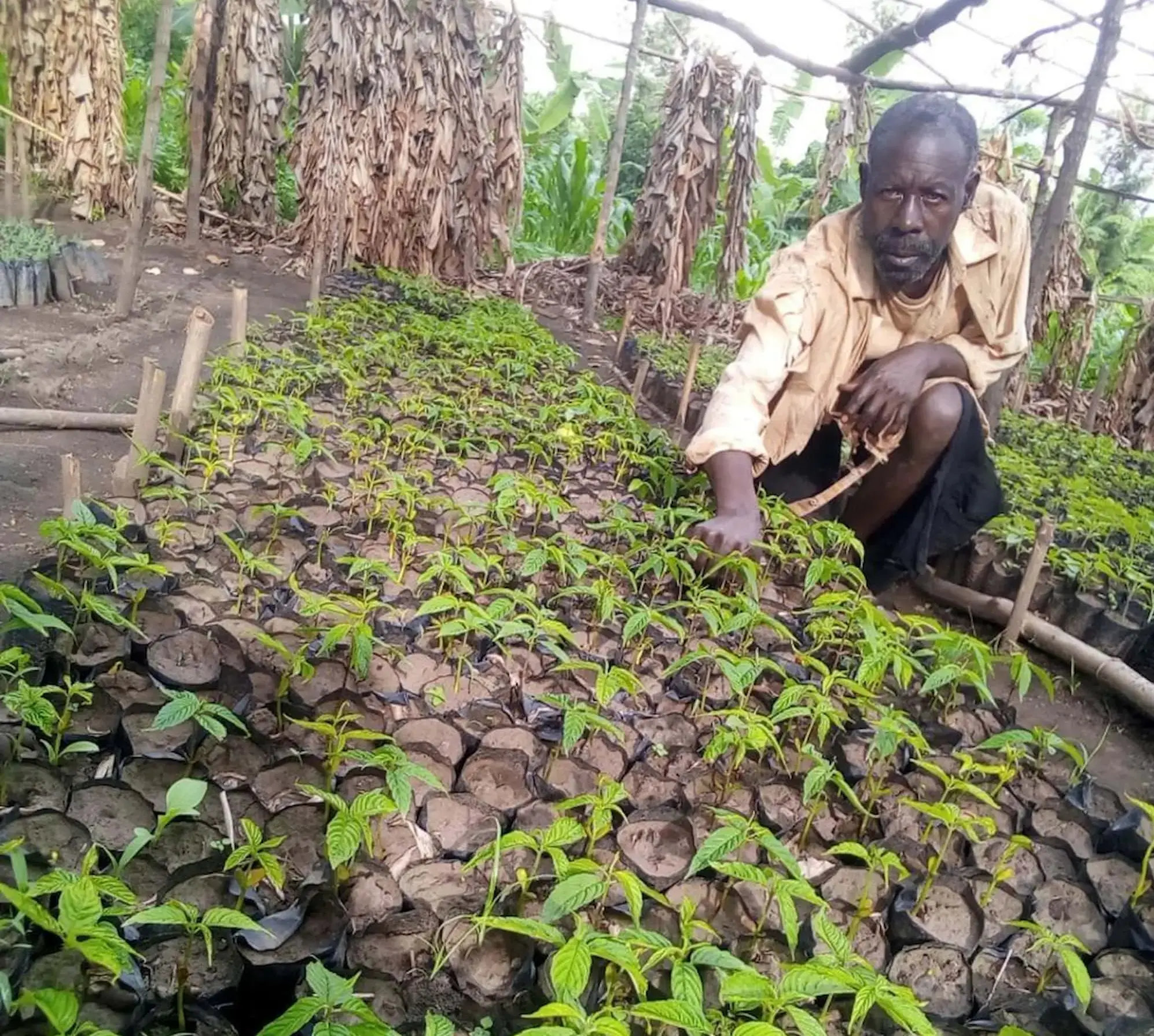 Saving groups empowering rural farmers to reverse the deforestation in ...