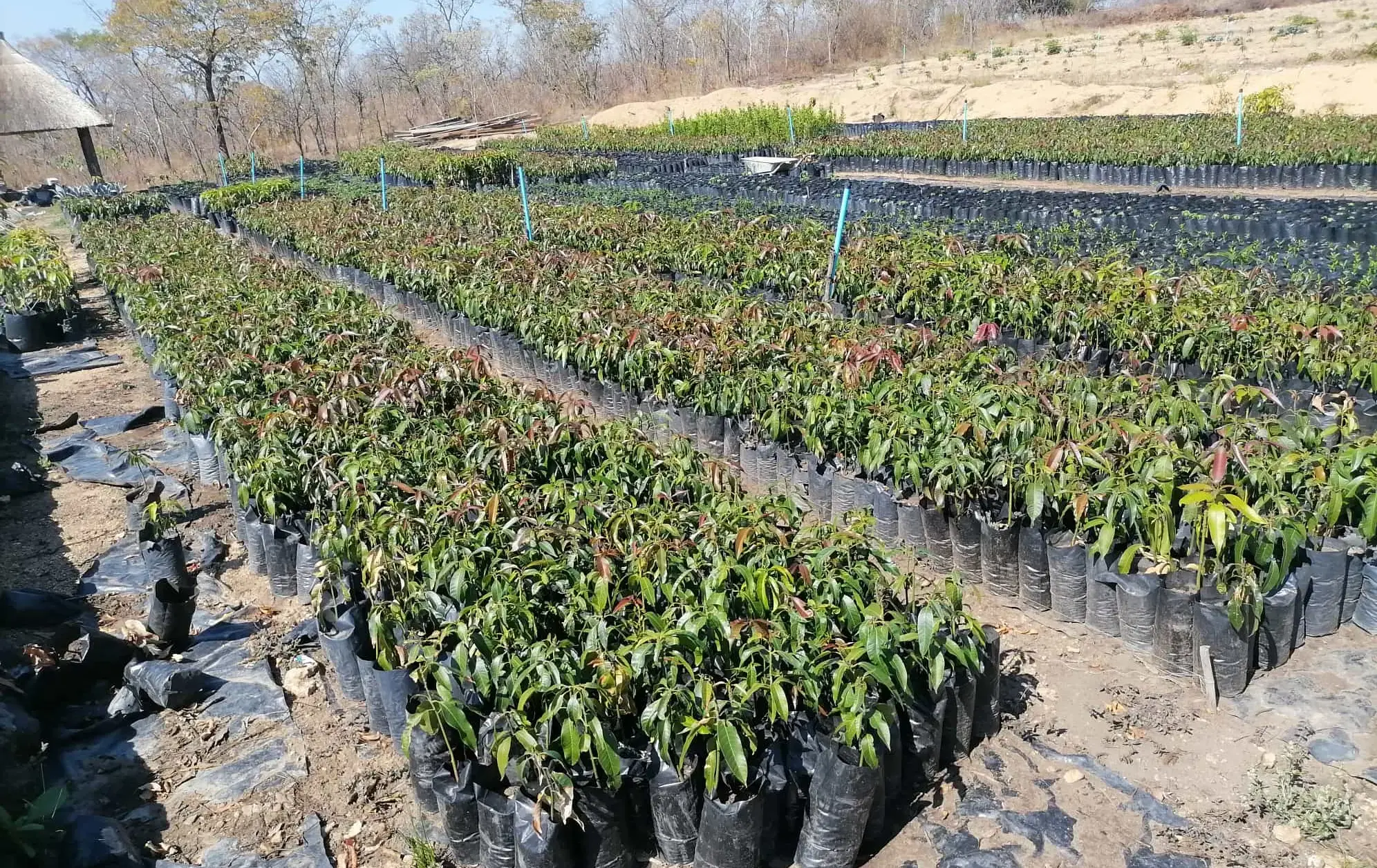 Reversing Climate Change Effects to Tackle Food Insecurity in Zimbabwe ... Reversing Climate Change Effects to Tackle Food Insecurity in Zimbabwe ...