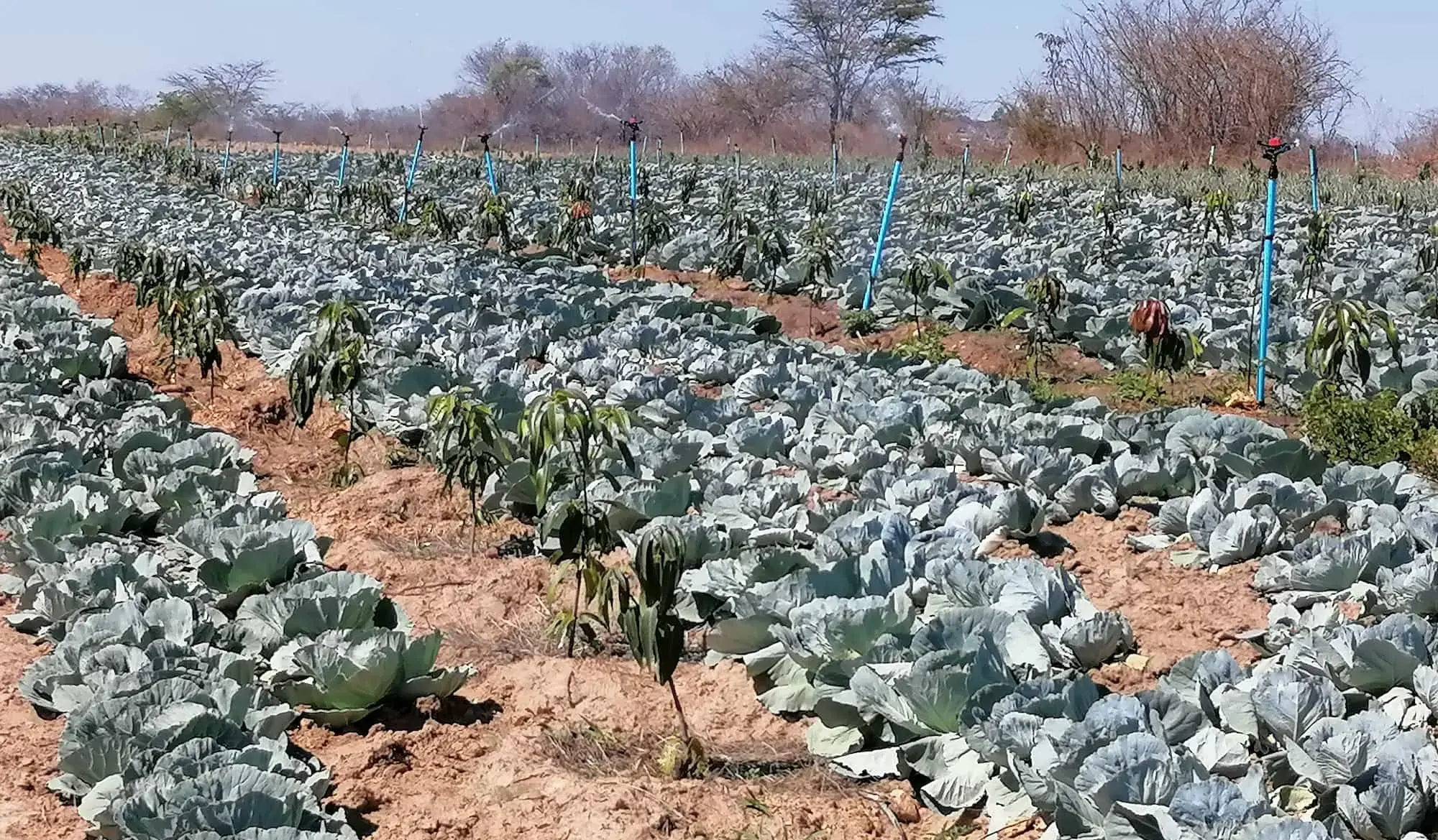 Reversing Climate Change Effects to Tackle Food Insecurity in Zimbabwe ... Reversing Climate Change Effects to Tackle Food Insecurity in Zimbabwe ...