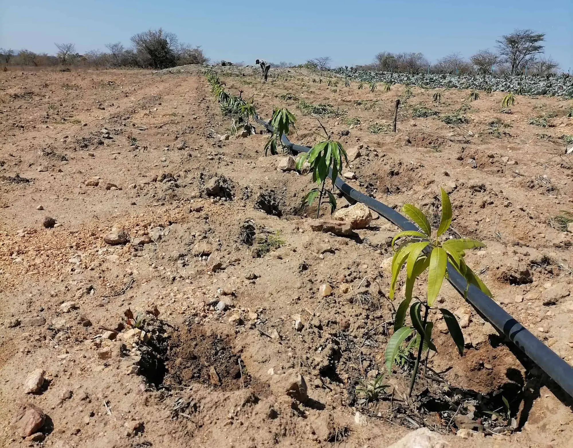 Reversing Climate Change Effects to Tackle Food Insecurity in Zimbabwe ... Reversing Climate Change Effects to Tackle Food Insecurity in Zimbabwe ...