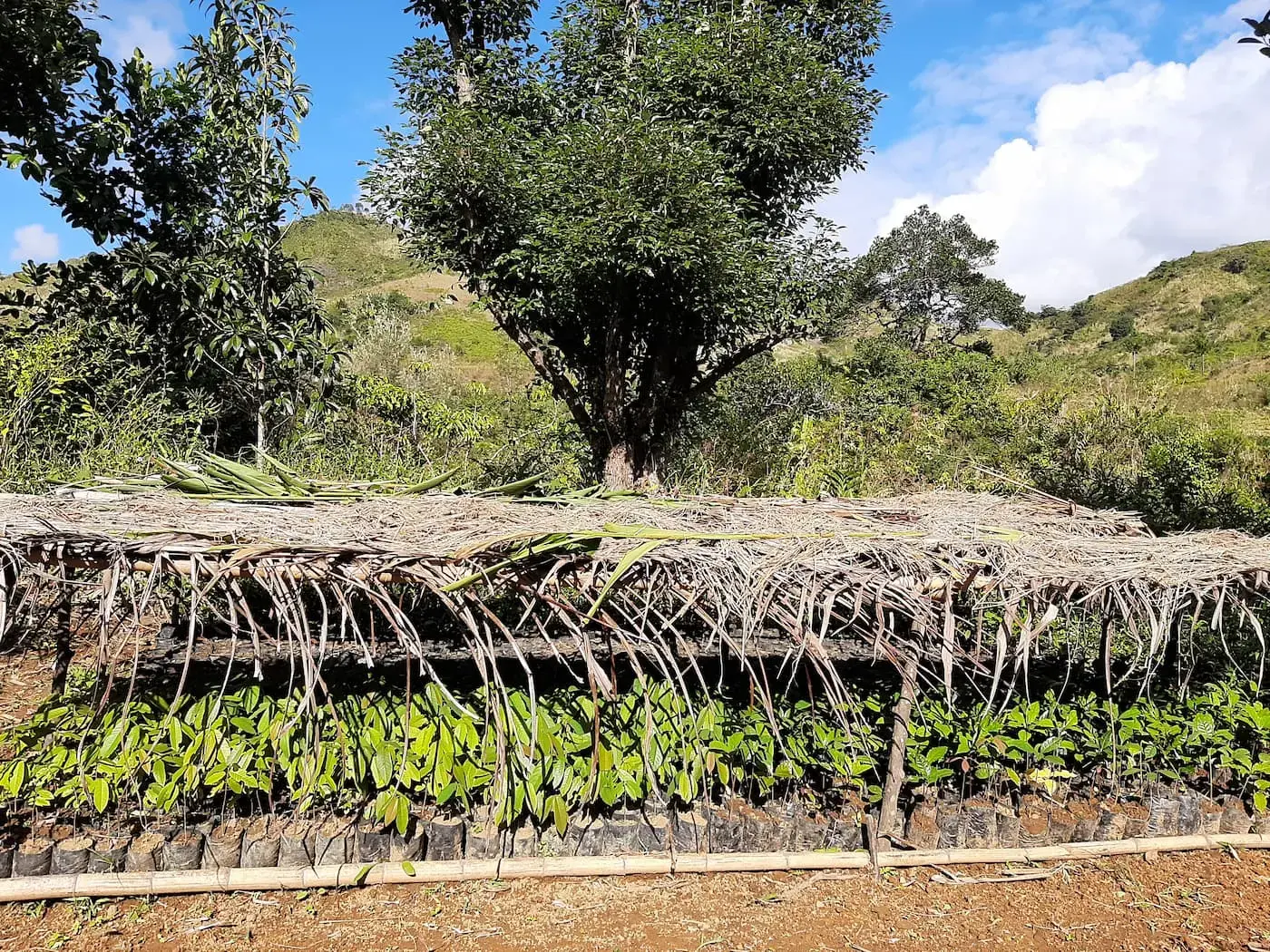 Building biodiverse landscapes in Madagascar | AFR100