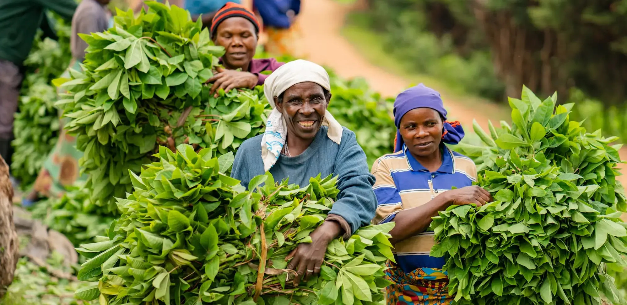 Making The Most Of Cassava Leaves In Rwanda Afr100