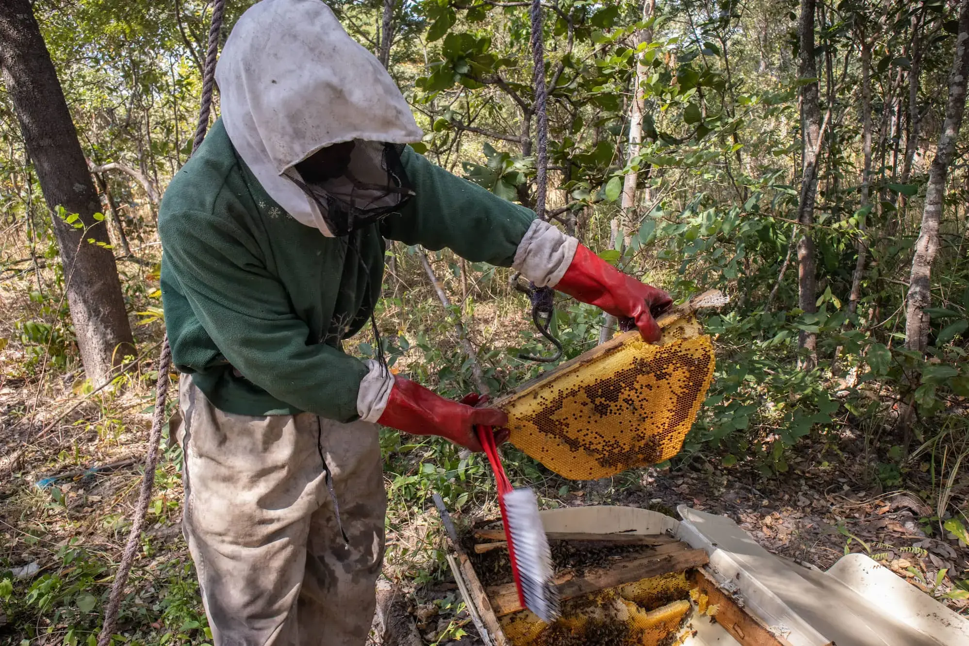 Forest Restoration Through Community Engagement in Zambia | AFR100