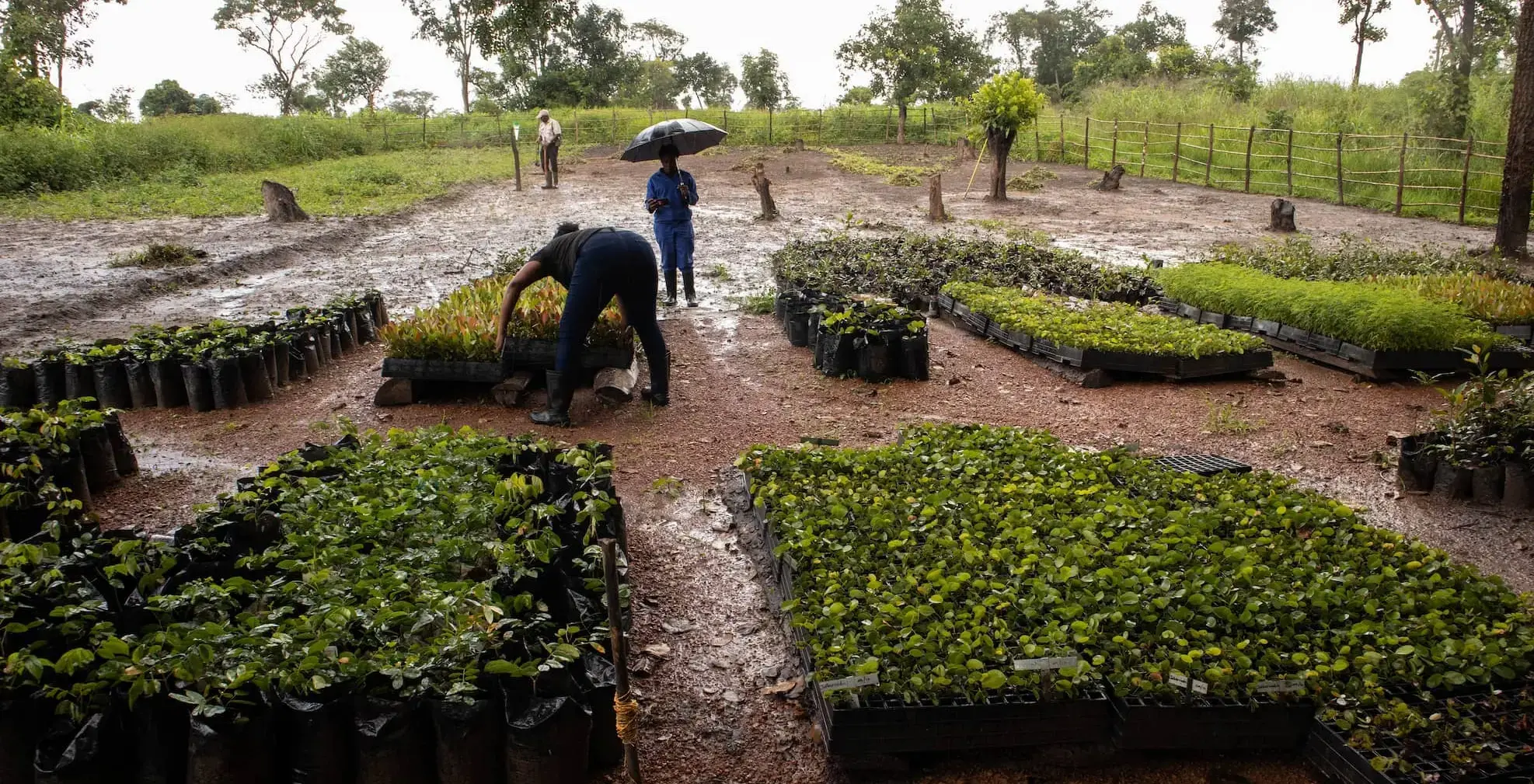 Forest Restoration Through Community Engagement in Zambia | AFR100
